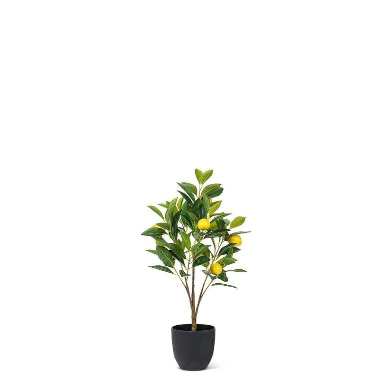 Mini Lemon Tree – Lemon And Lavender Toronto
