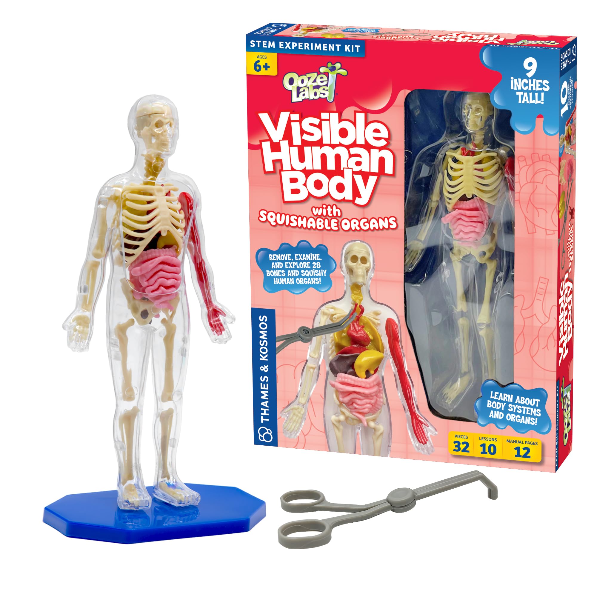 Thames & Kosmos Ooze Labs: Visible Human Body with Squishable Organs ...