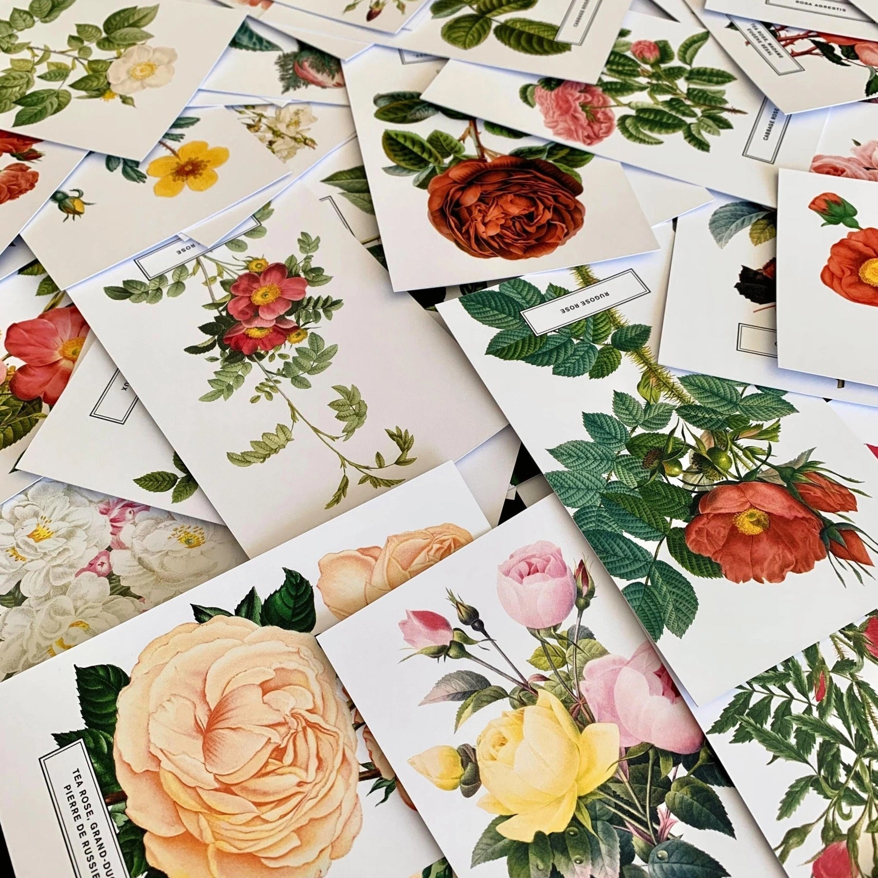 Vintage Style Botanical Rose Postcards Prints - Set of 10 Assorted ...