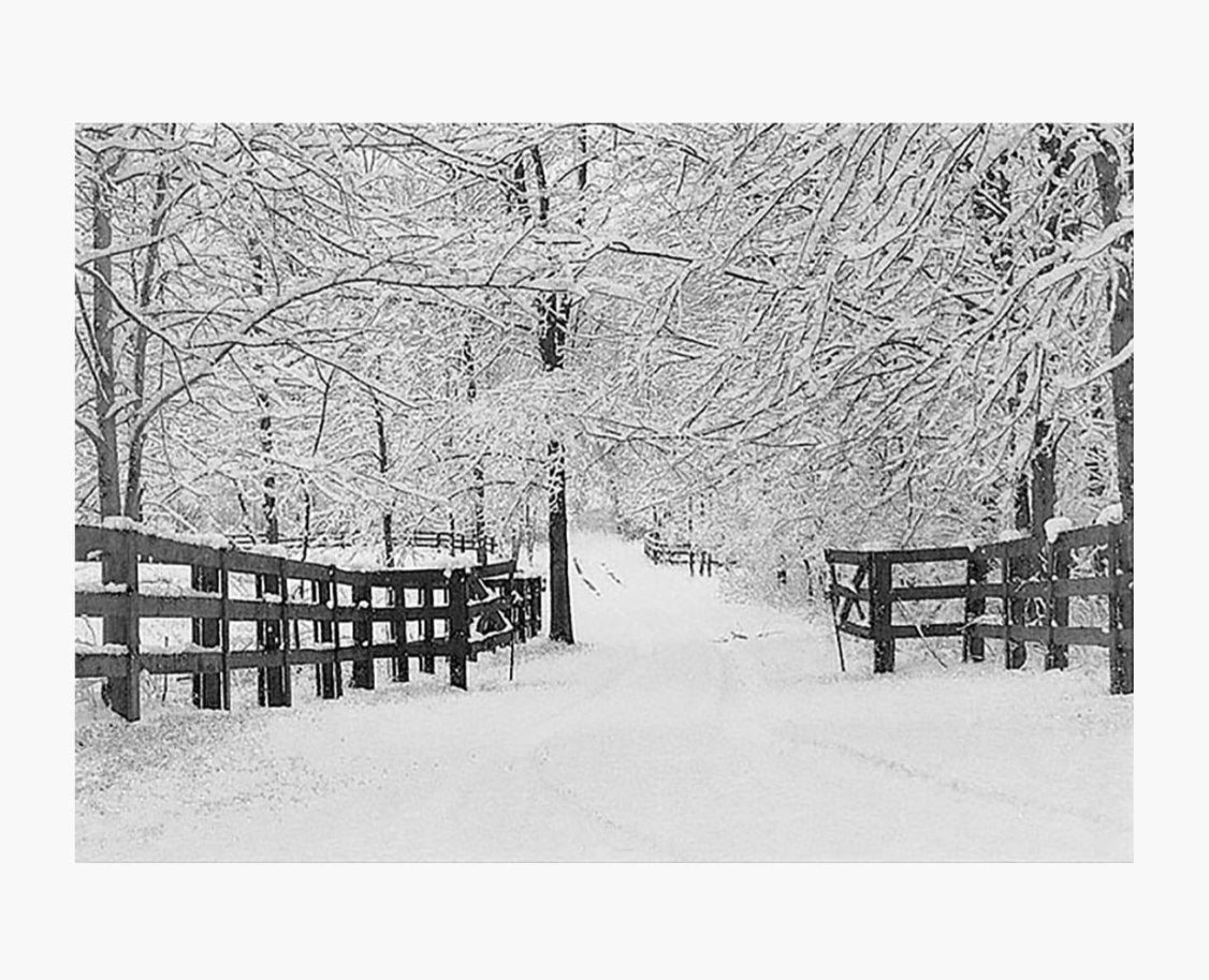 Winter Tracks Small Boxed Holiday Cards – Lemon And Lavender Toronto